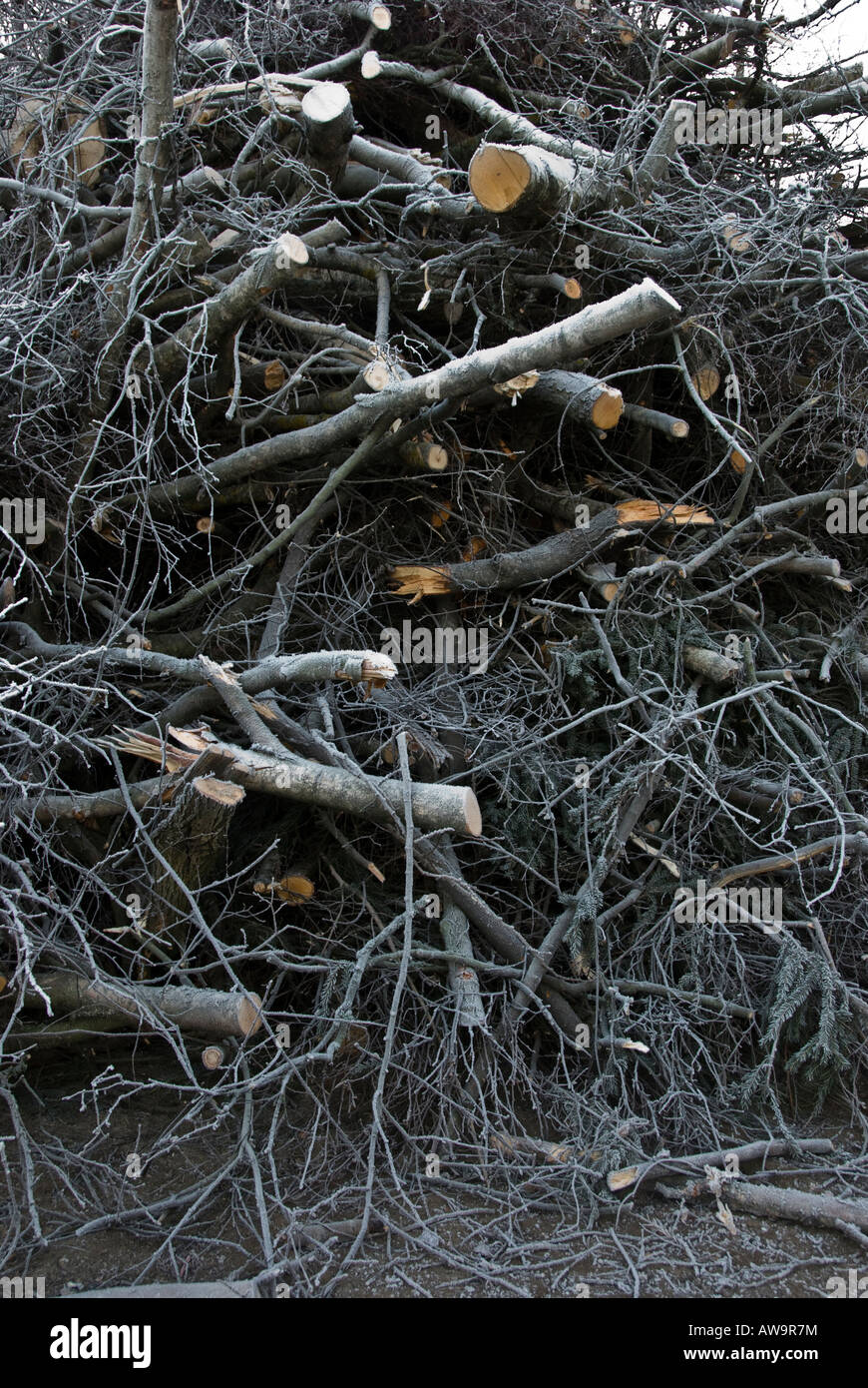 Pile cut brushwood branches hi-res stock photography and images - Alamy