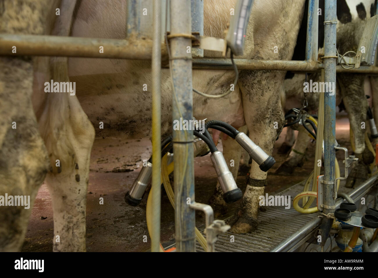 Israel cows in dairy farm Milking the cows Stock Photo - Alamy