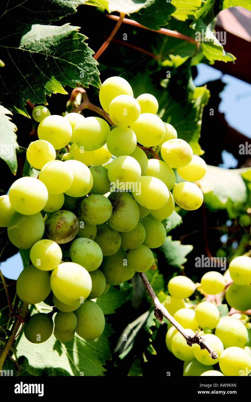 A bunch of green edible grapes on a vine Summer June 2007 Stock Photo ...
