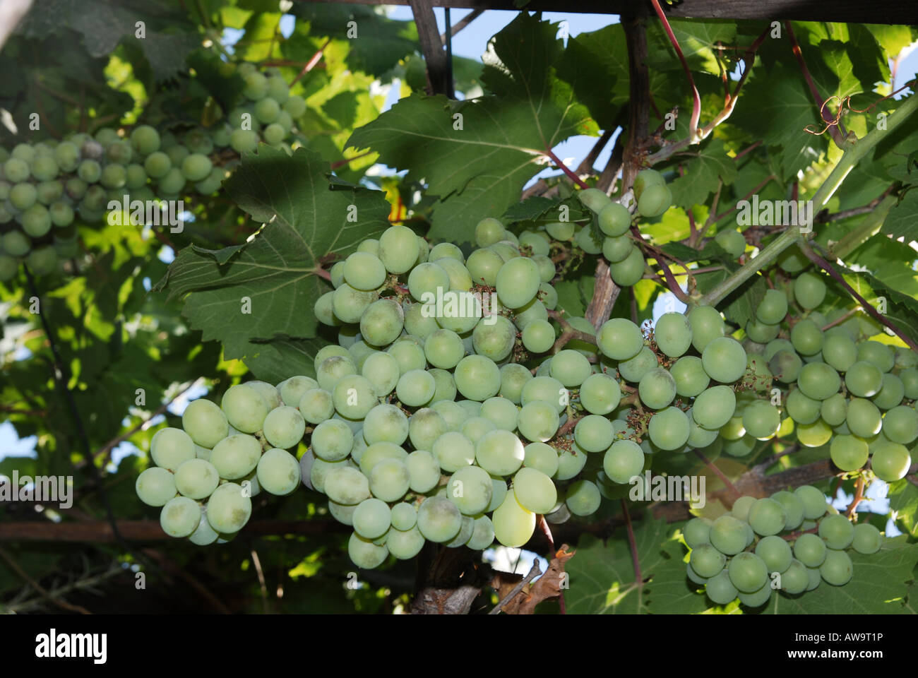A bunch of green edible grapes on a vine Summer June 2007 Stock Photo ...