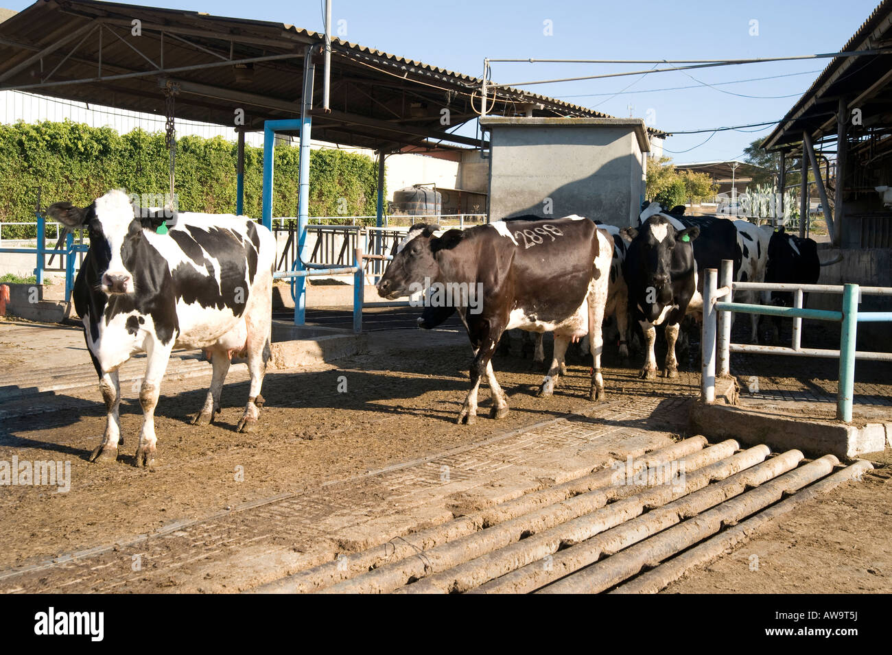 Israel cows in dairy farm the animals in a pen Stock Photo - Alamy
