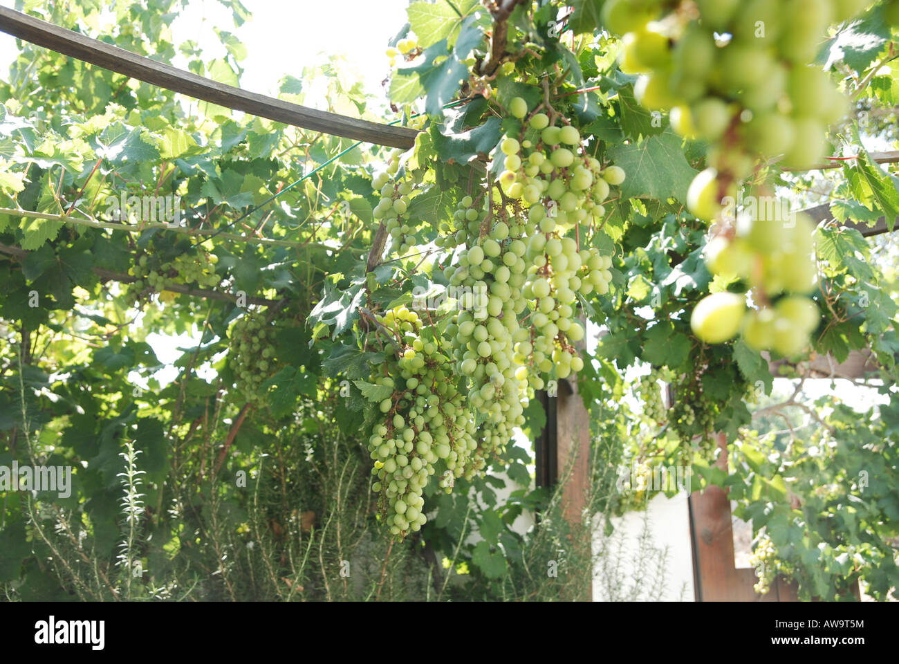A bunch of green edible grapes on a vine Summer June 2007 Stock Photo ...
