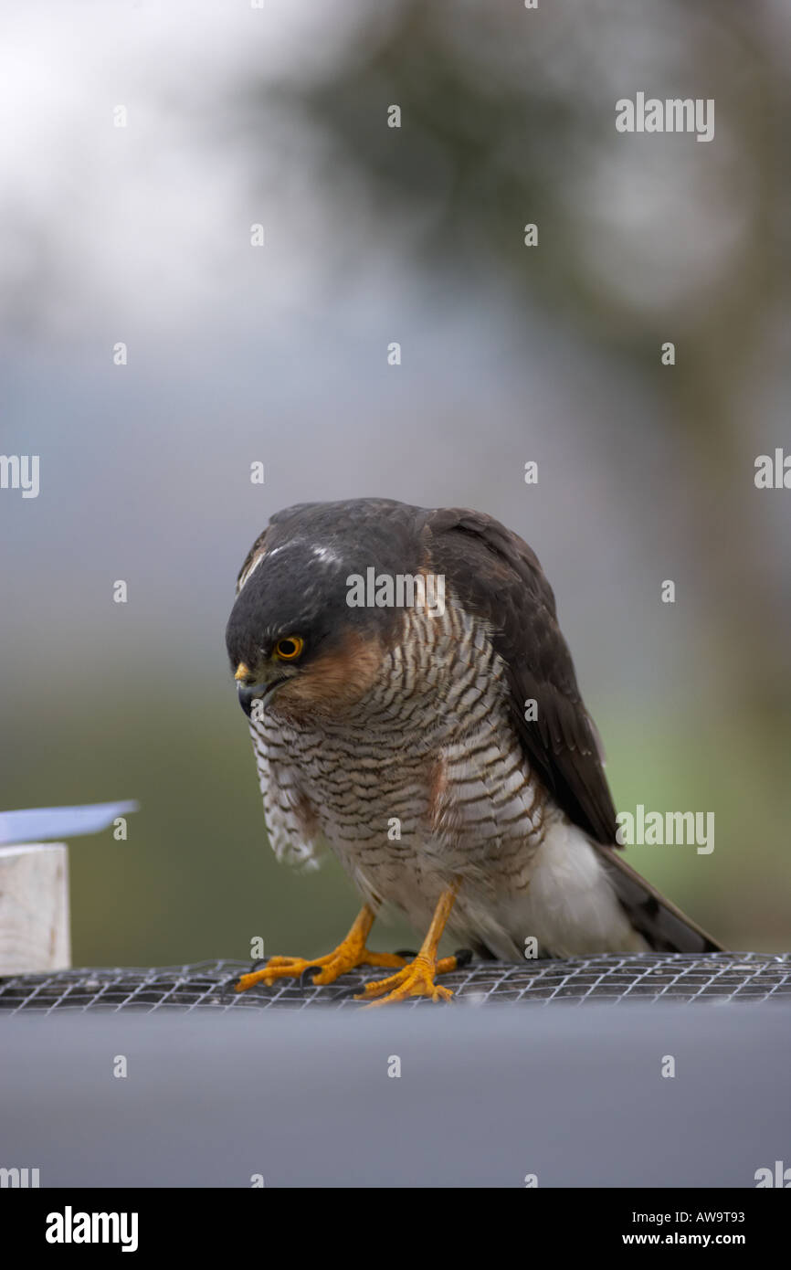Sparrowhawk on aviary roof hunting captive songbirds Stock Photo - Alamy