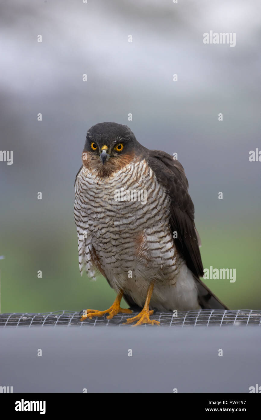 Sparrowhawk on aviary roof hunting captive songbirds Stock Photo - Alamy