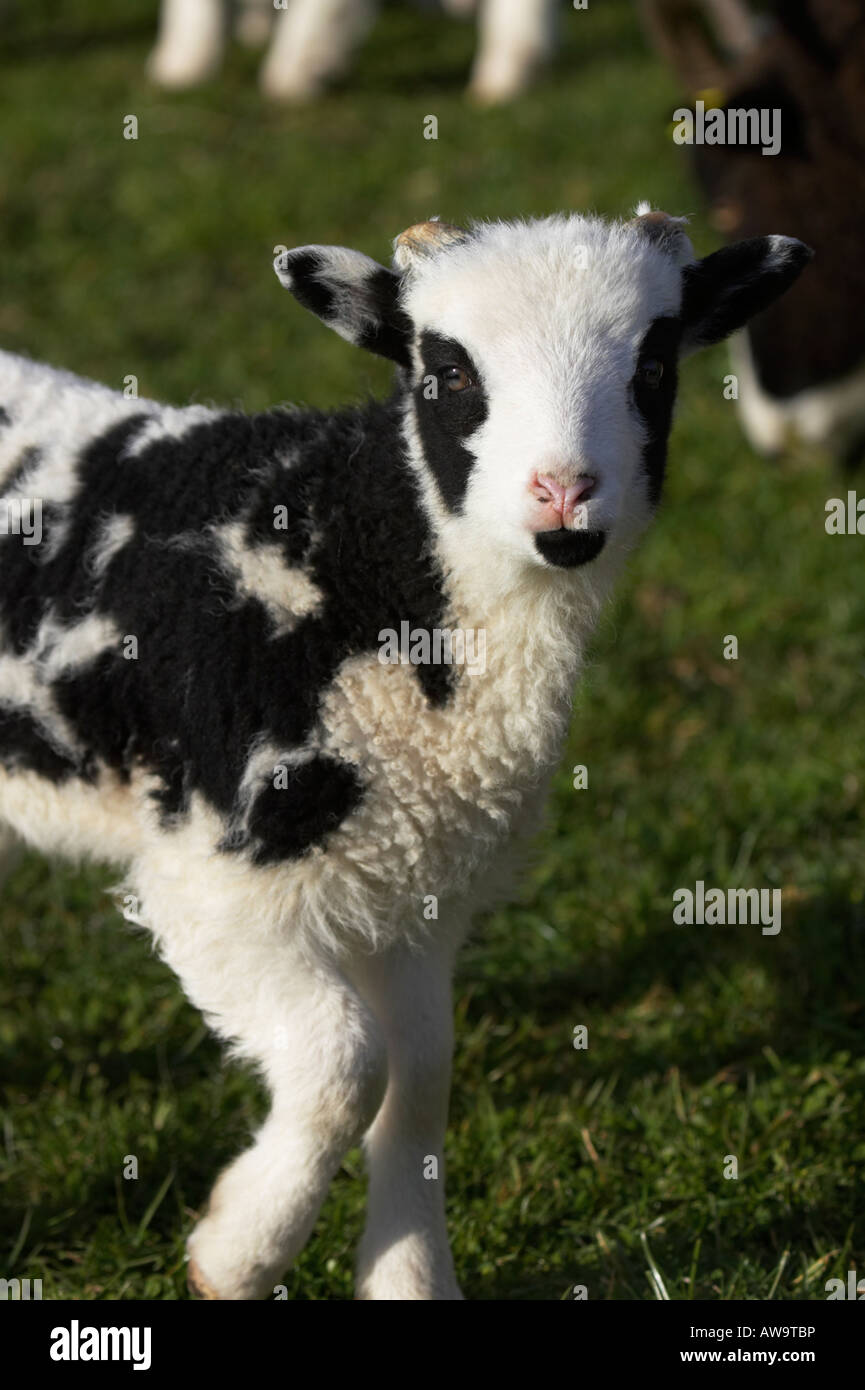 Jacob sheep hi-res stock photography and images - Alamy