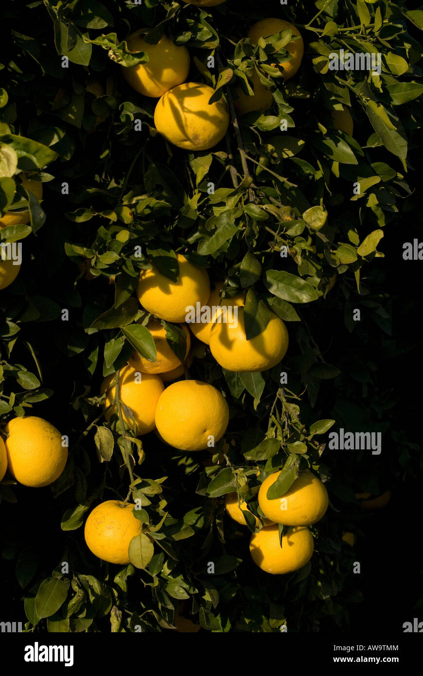 Sharon grove hi-res stock photography and images - Alamy