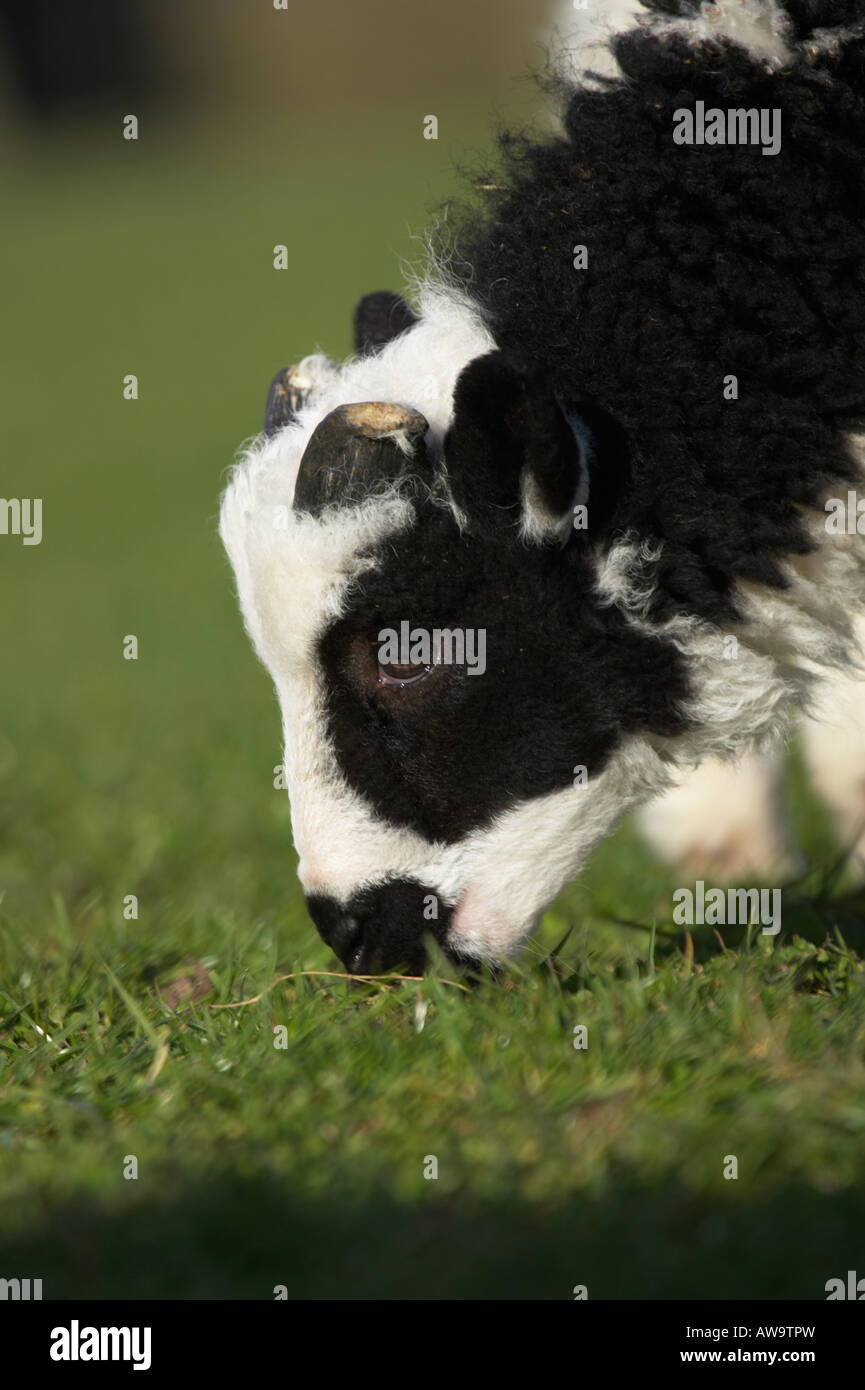 Jacob Sheep Lamb High Resolution Stock Photography and Images - Alamy