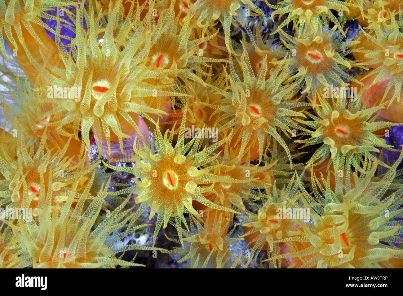 Orange cup coral Tubastraea coccinea at night on town pier Stock Photo ...