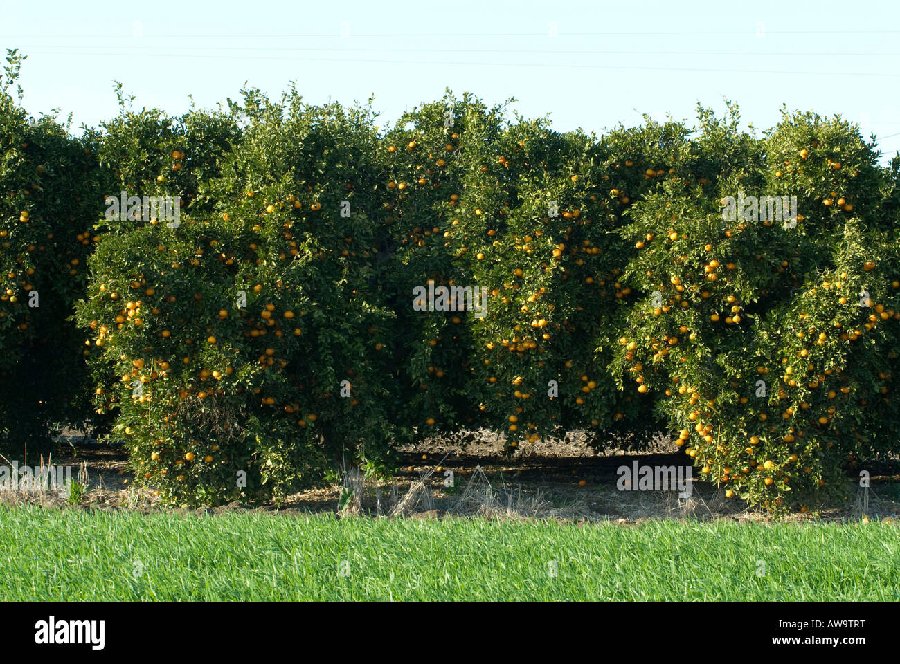 Israel Sharon district Citrus Grove oranges Stock Photo - Alamy