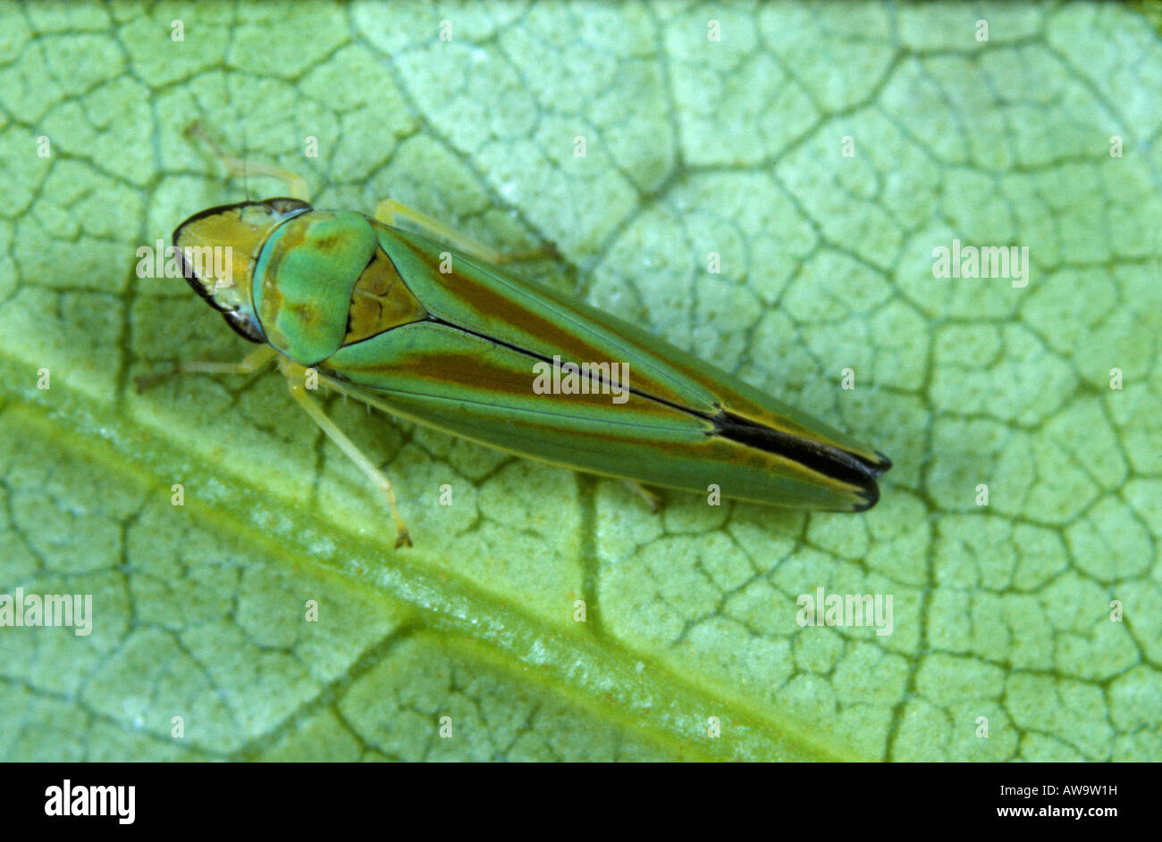 Rhododendron leafhopper Graphocephala fennahi adult on a rhododendron ...
