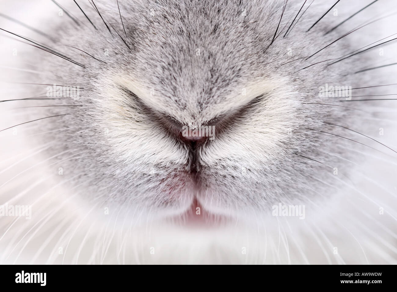 Bunny nose hi-res stock photography and images - Alamy