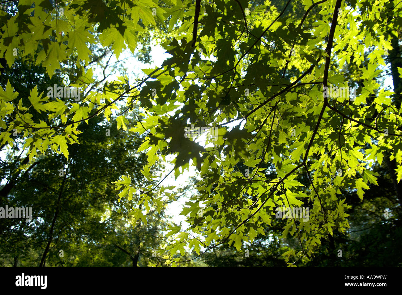 Trees leaves horizontal Stock Photo - Alamy