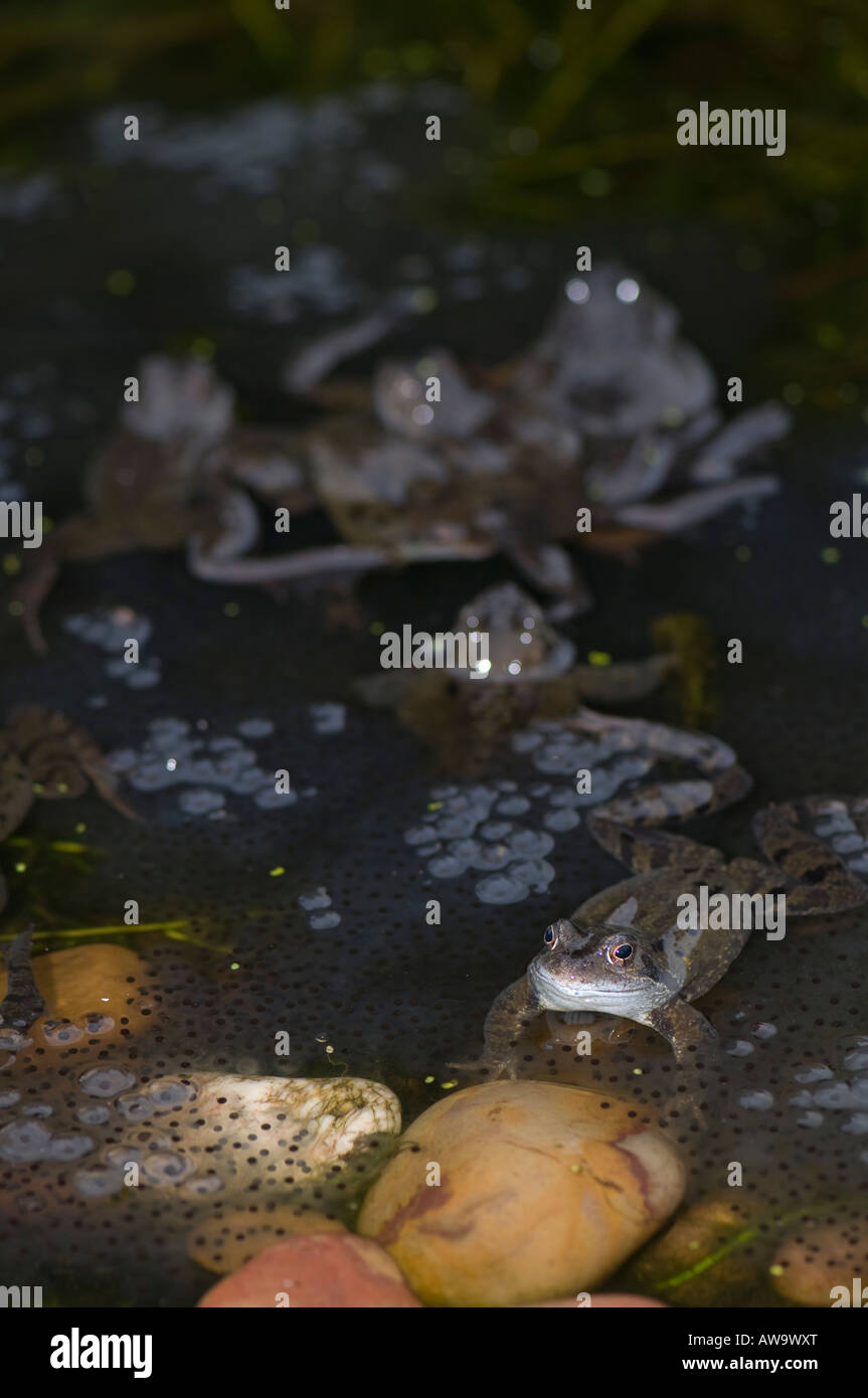 Frogs mating hi-res stock photography and images - Alamy