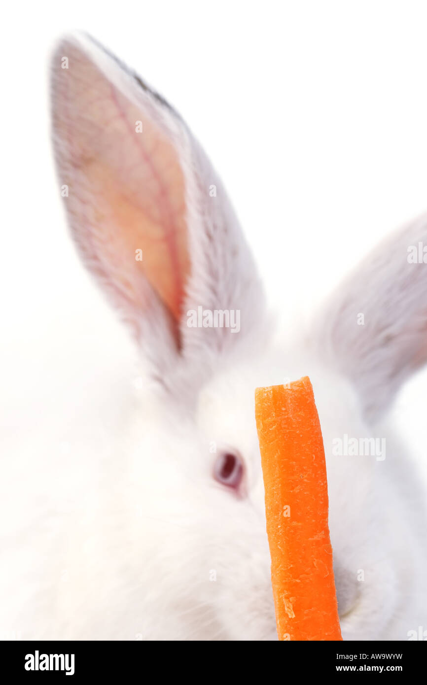 white rabbit and a carrot isolated on white background Stock Photo - Alamy