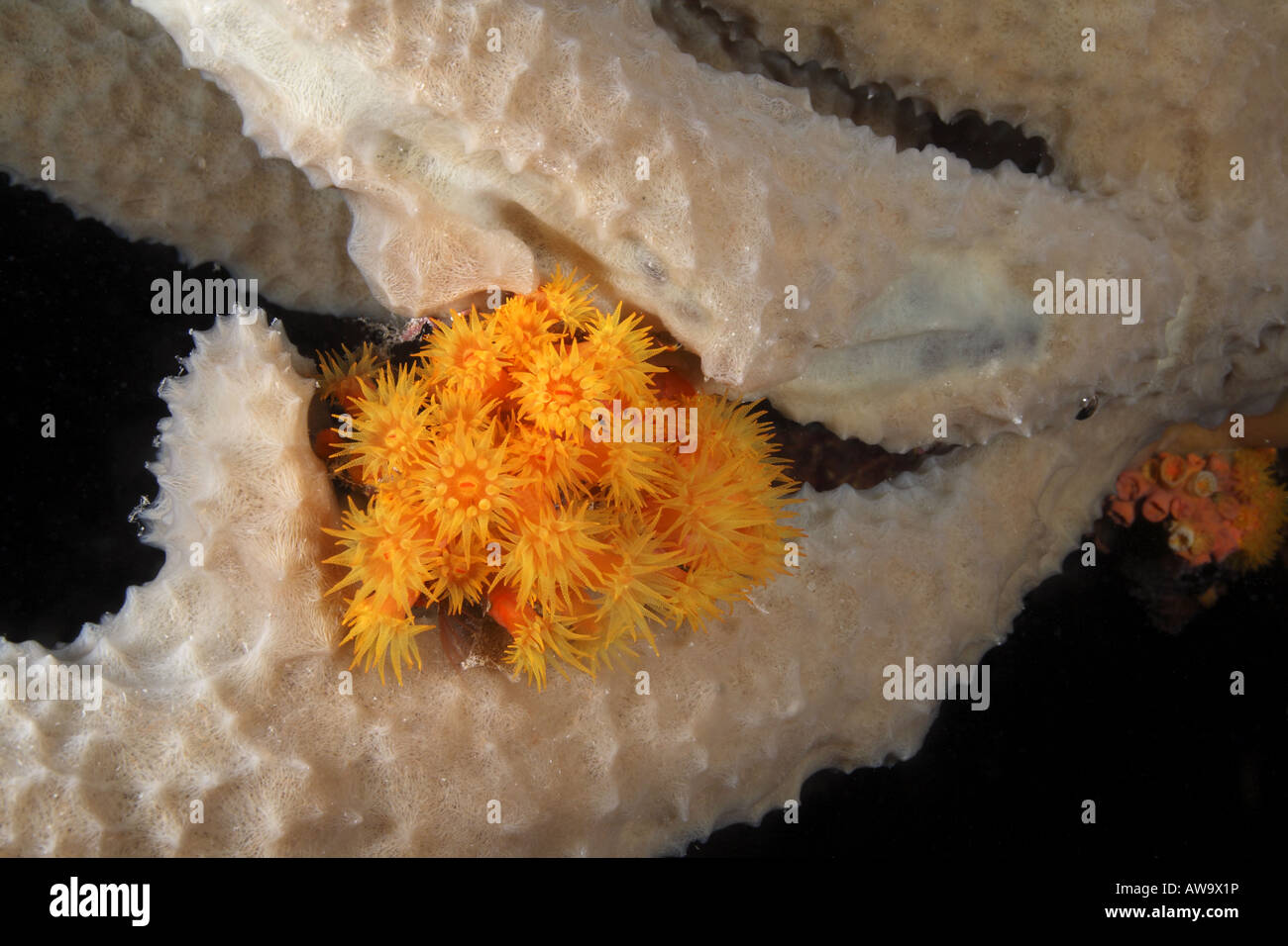 Orange cup coral Tubastraea coccinea Stock Photo - Alamy