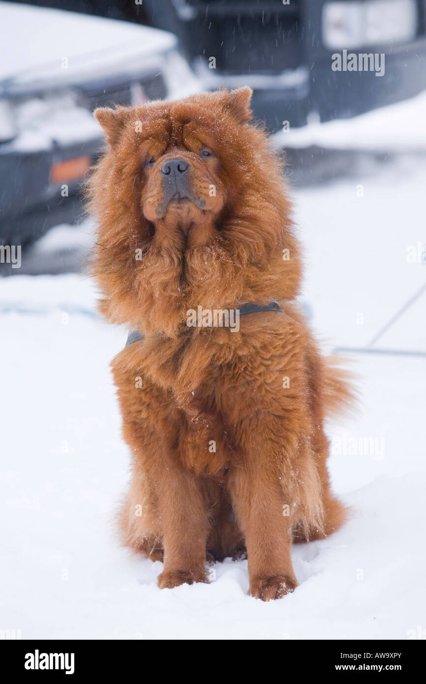 A Chow dog in Saariselka Northern Finland Stock Photo - Alamy