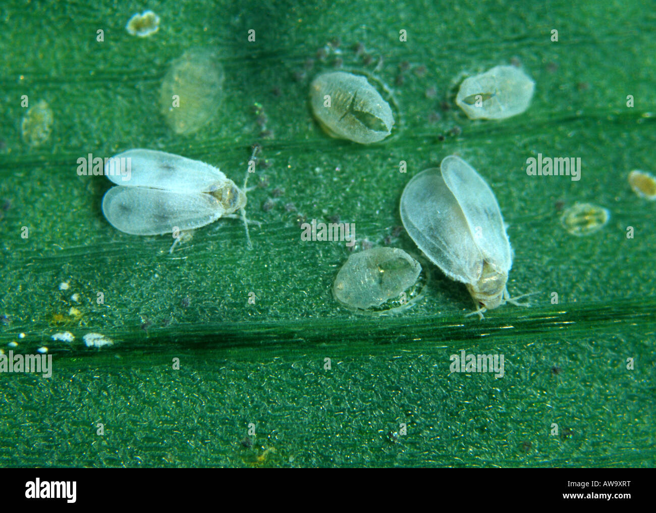 Whitefly pest hi-res stock photography and images - Alamy