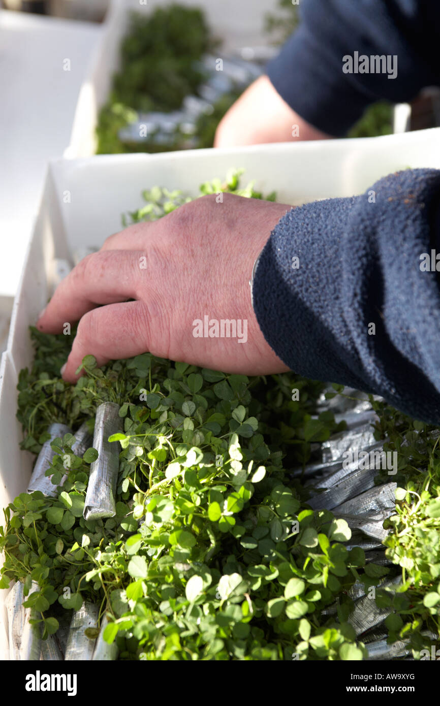 Bunch of shamrock hi-res stock photography and images - Alamy