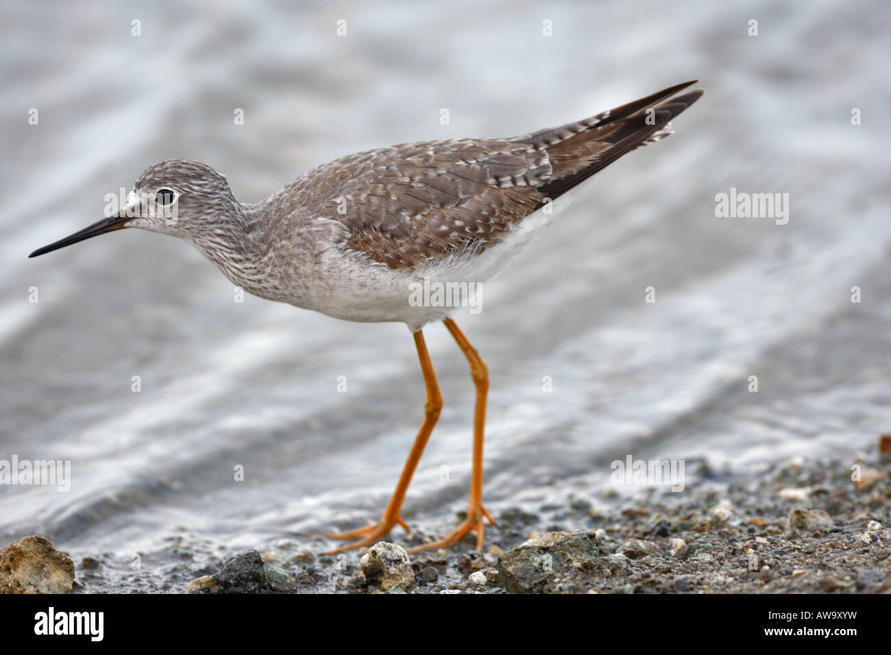 Lesser yellowlegs tringa flavipes Stock Photo - Alamy