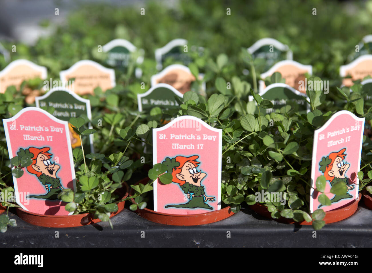 trays of potted shamrock plants including st patricks day signs at hoop ...