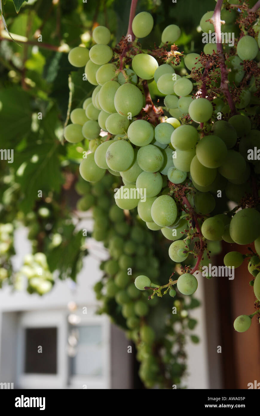 A bunch of green edible grapes on a vine Summer June 2007 Stock Photo ...