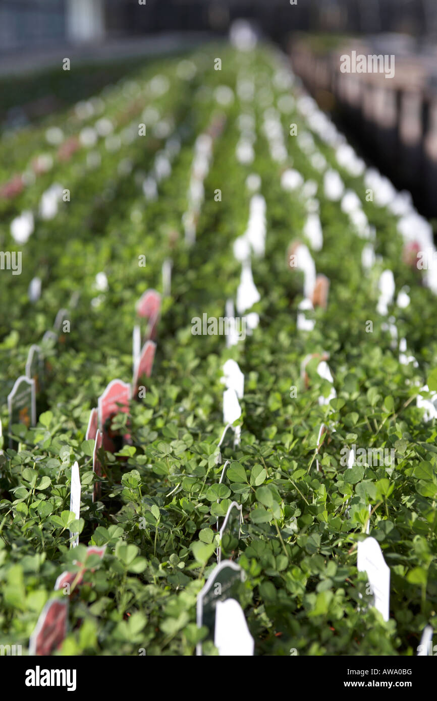 rows of potted shamrock plants ready for packing at hoop hill nurseries ...