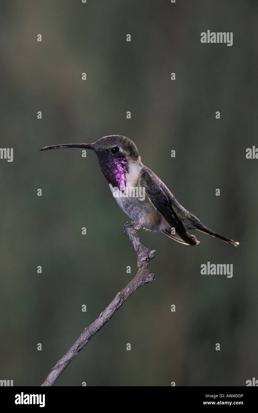 Lucifer Hummingbird male, Calothorax lucifer, perched Stock Photo - Alamy