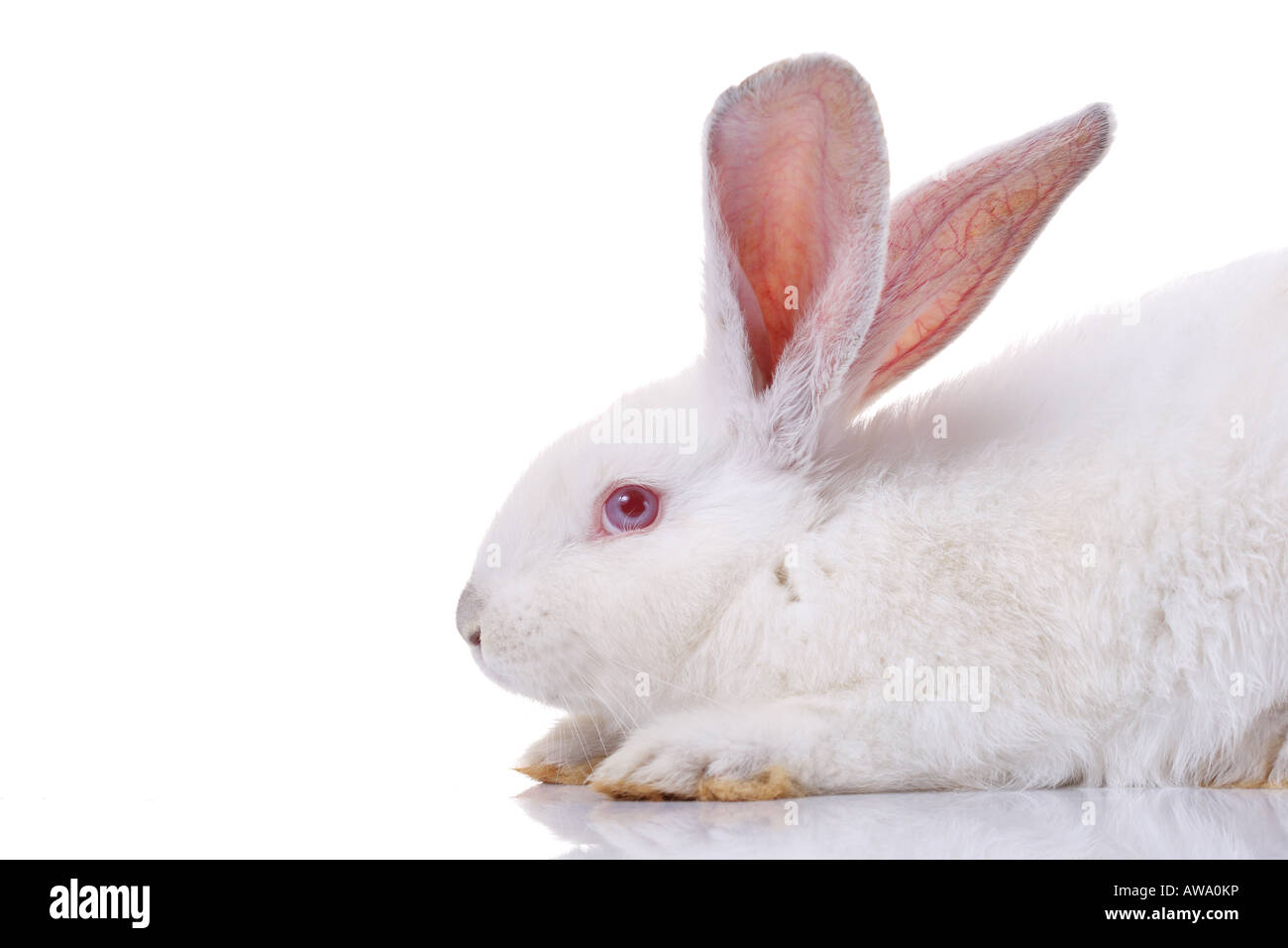 rabbit isolated on white background Stock Photo - Alamy