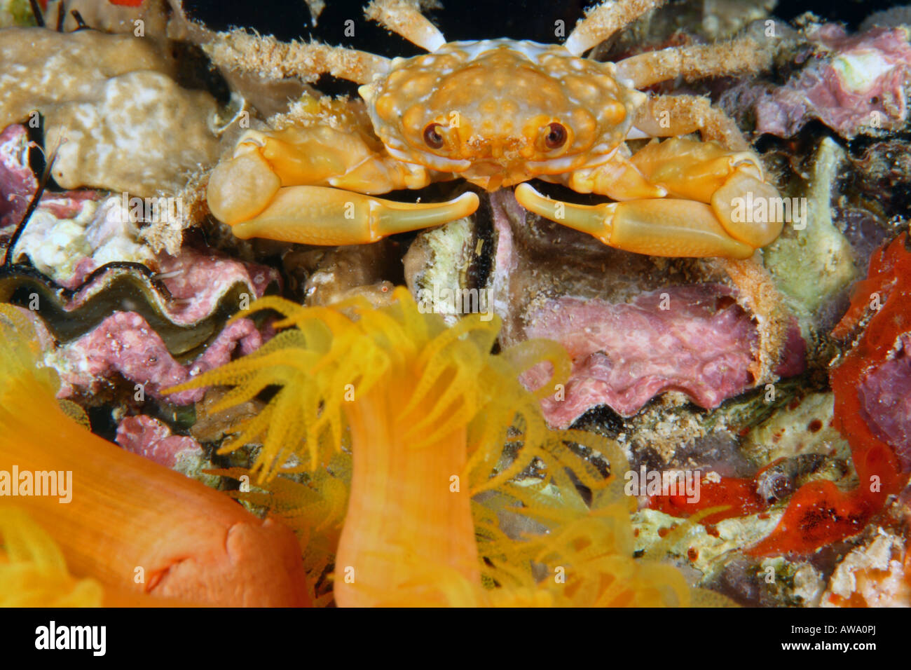 Decorator crab hi-res stock photography and images - Alamy