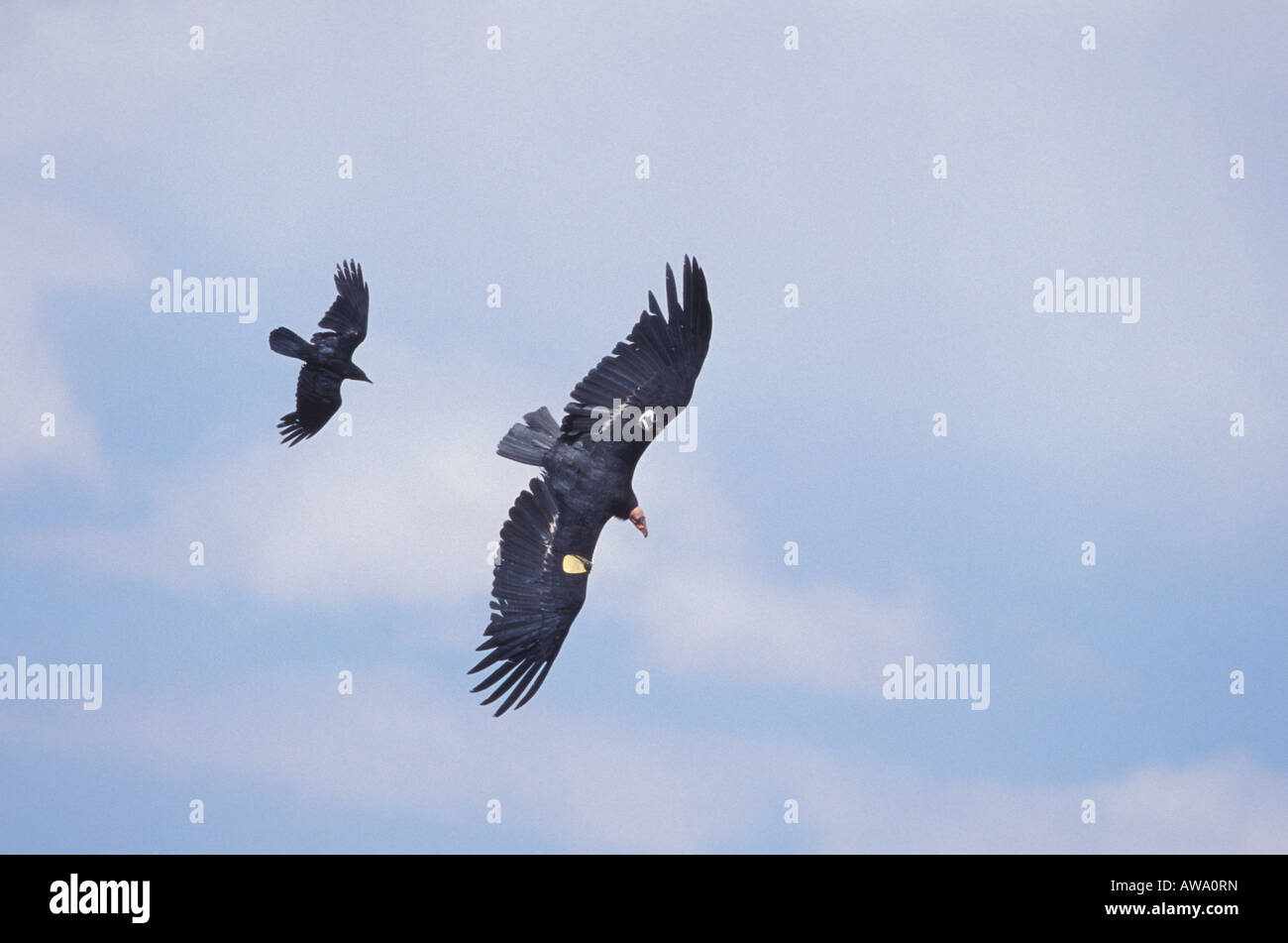 127 wing hi-res stock photography and images - Alamy