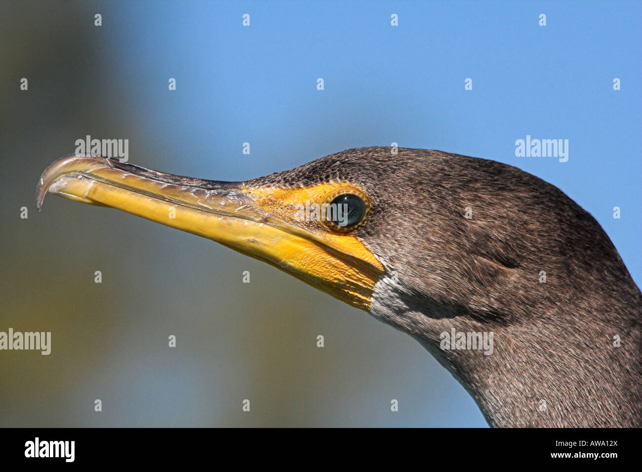 Head of a Double Crested Cormorant Stock Photo - Alamy