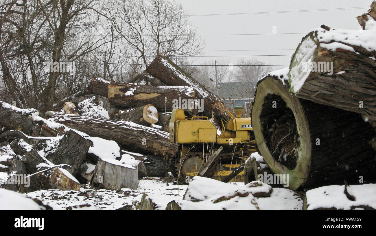 devastation destruction destroyed nature tree trunks pile lots many ...