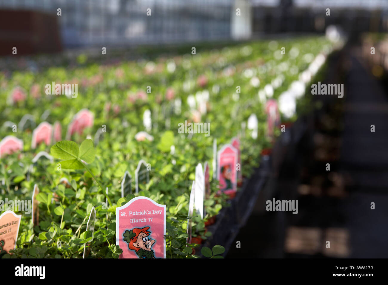 rows of potted shamrock plants ready for packing at hoop hill nurseries ...