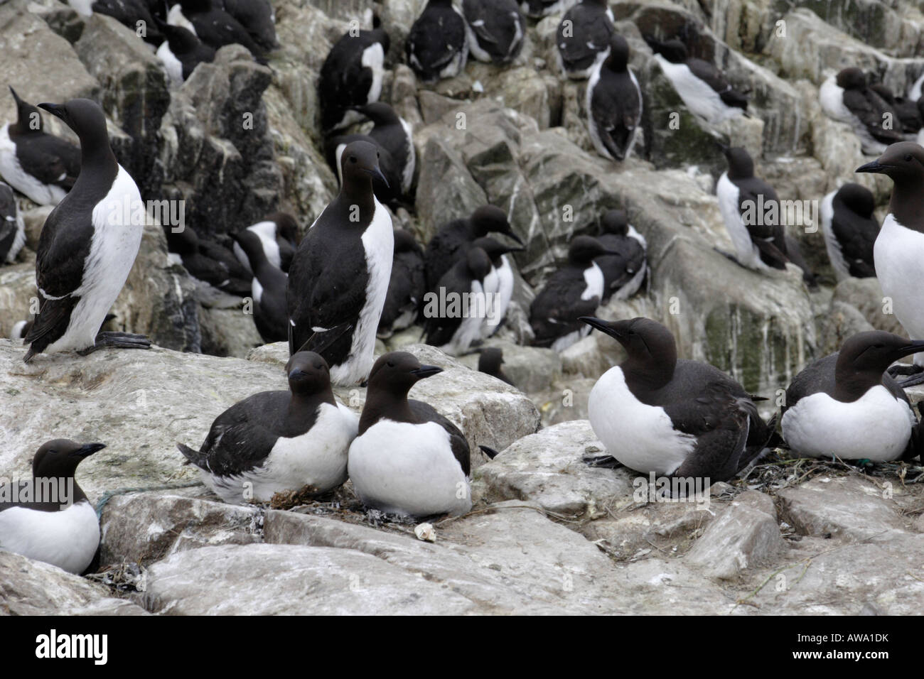 Black guillemot nest hi-res stock photography and images - Alamy