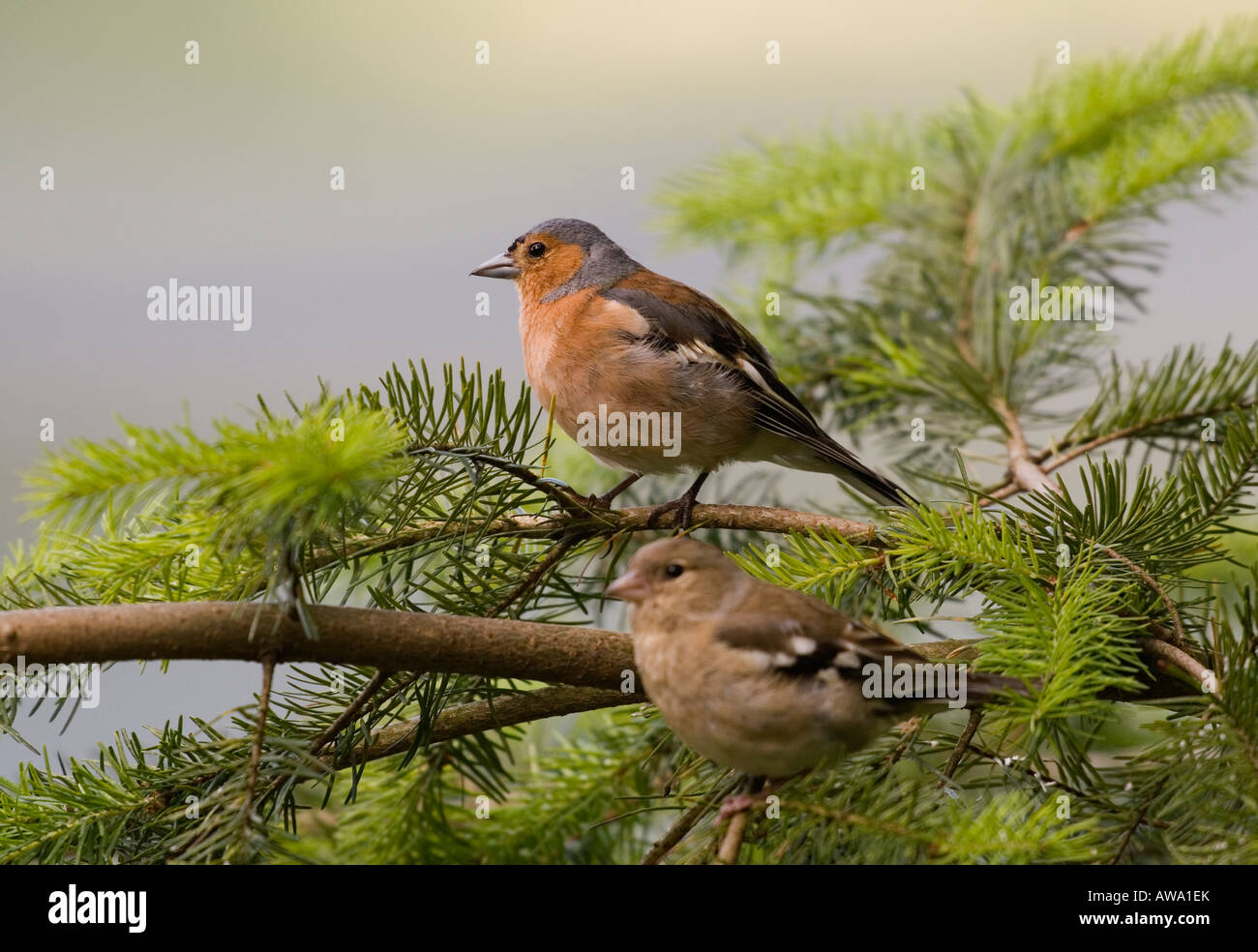With chaffinch pair hi-res stock photography and images - Alamy