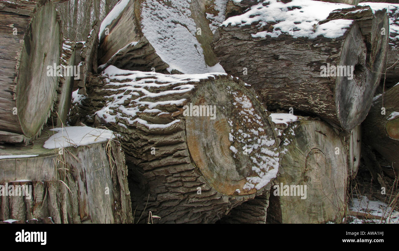 The logs of tree wood on the ground nobody none image full background ...