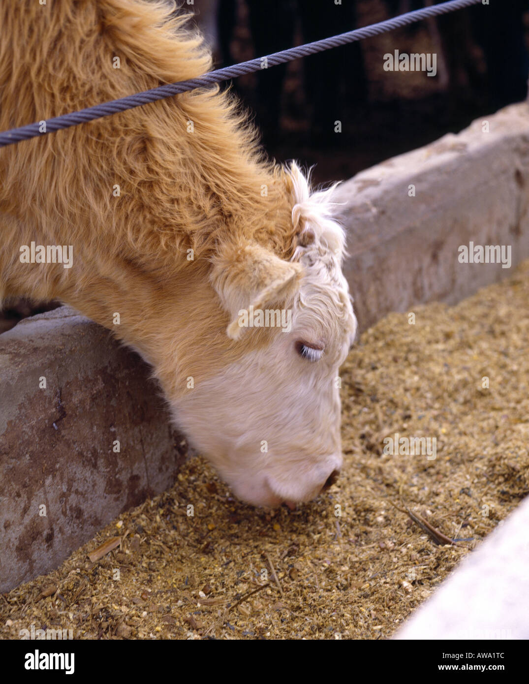 CALF EATING MIXED FEED Stock Photo - Alamy
