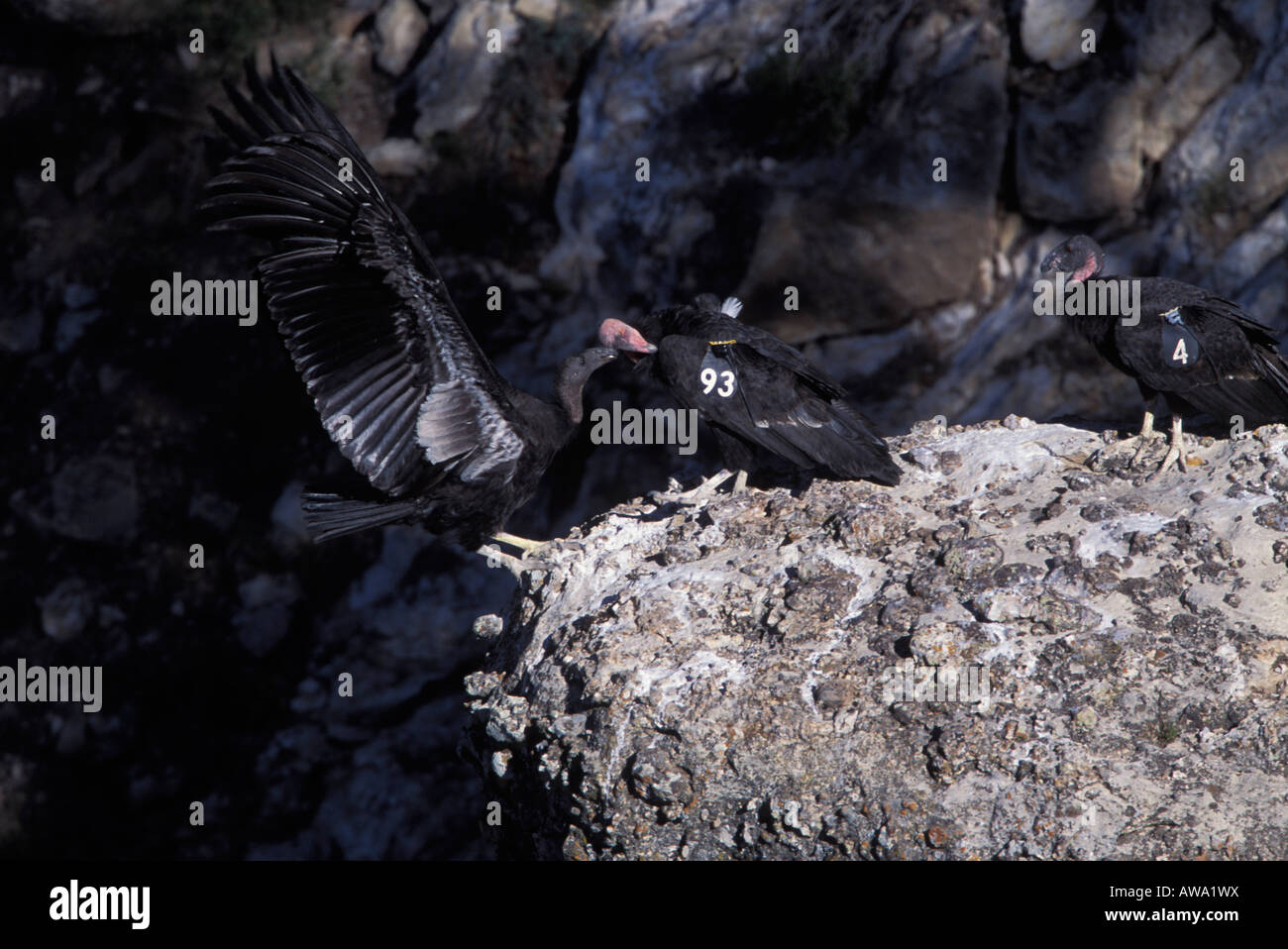California Condor, Gymnogyps californianus, dominance behavior Stock ...