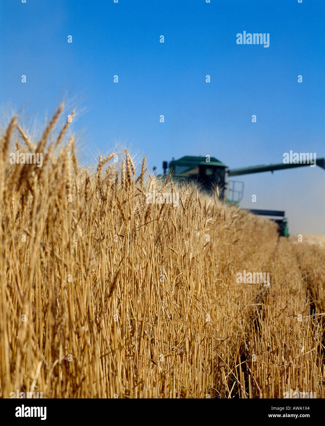 COMBINING WHEAT / KANSAS Stock Photo - Alamy