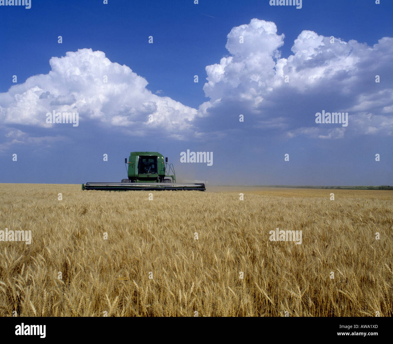 Combines cutting wheat field hi-res stock photography and images - Alamy