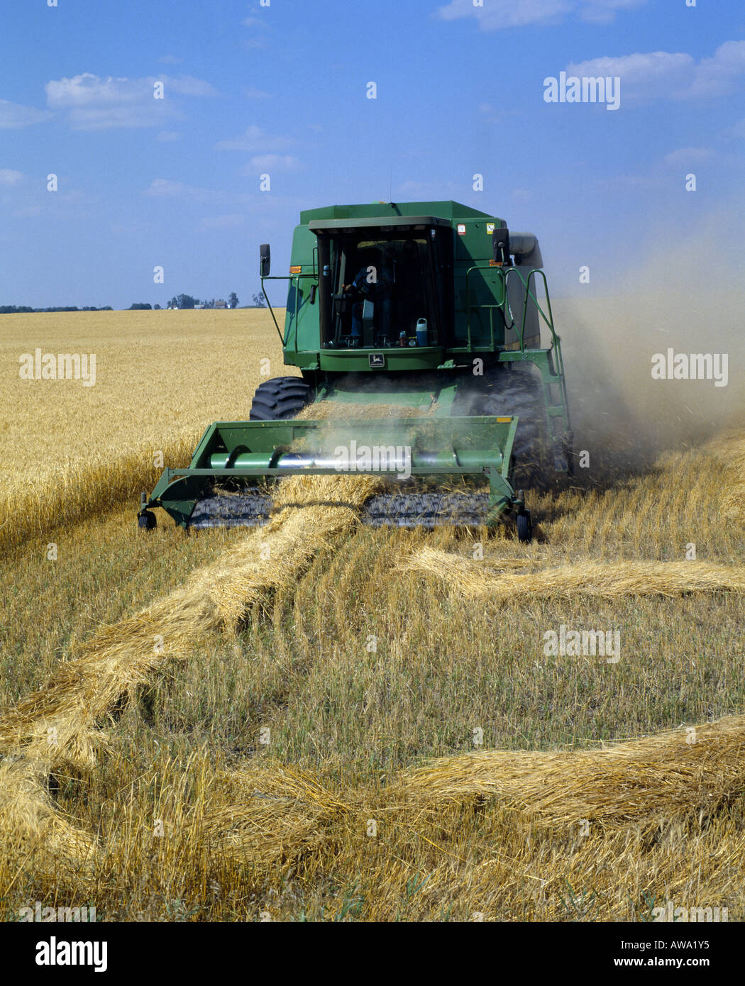 Swathed wheat hi-res stock photography and images - Alamy