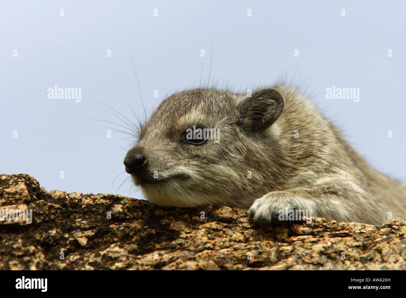 Hyrax lying on the top of a rock and peeping over the edge in the ...