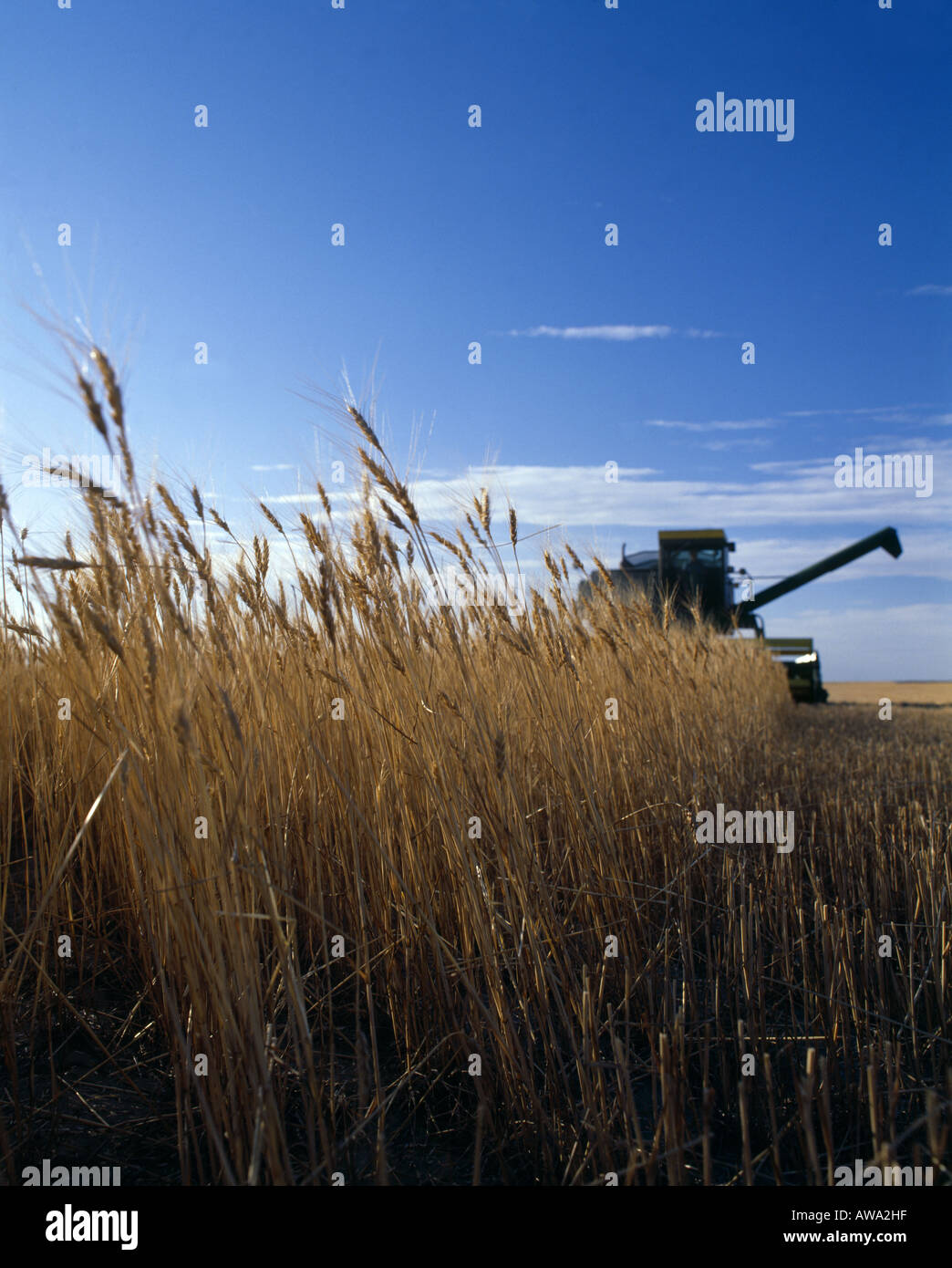 Combining crops hi-res stock photography and images - Alamy