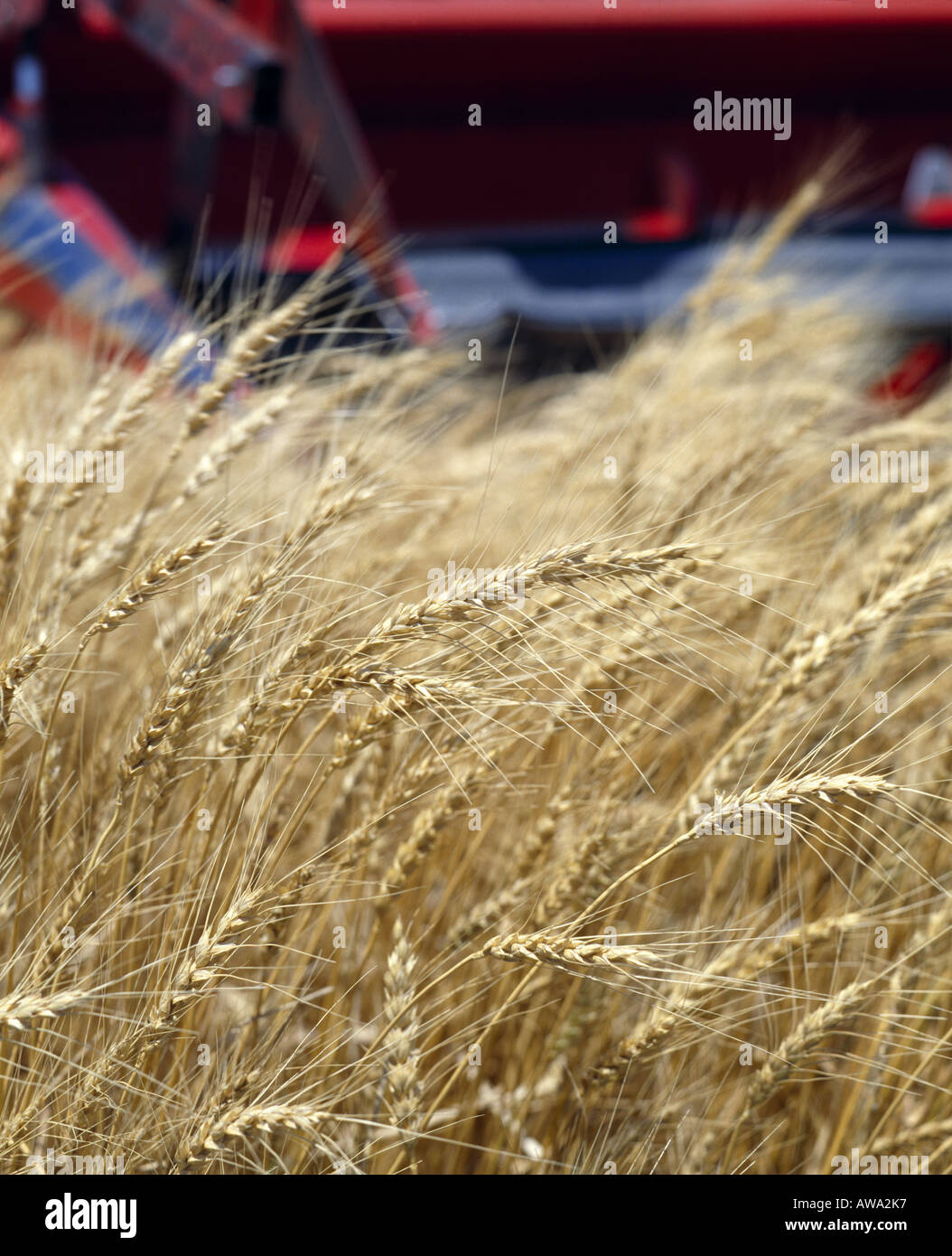 Amber grains of wheat hi-res stock photography and images - Alamy