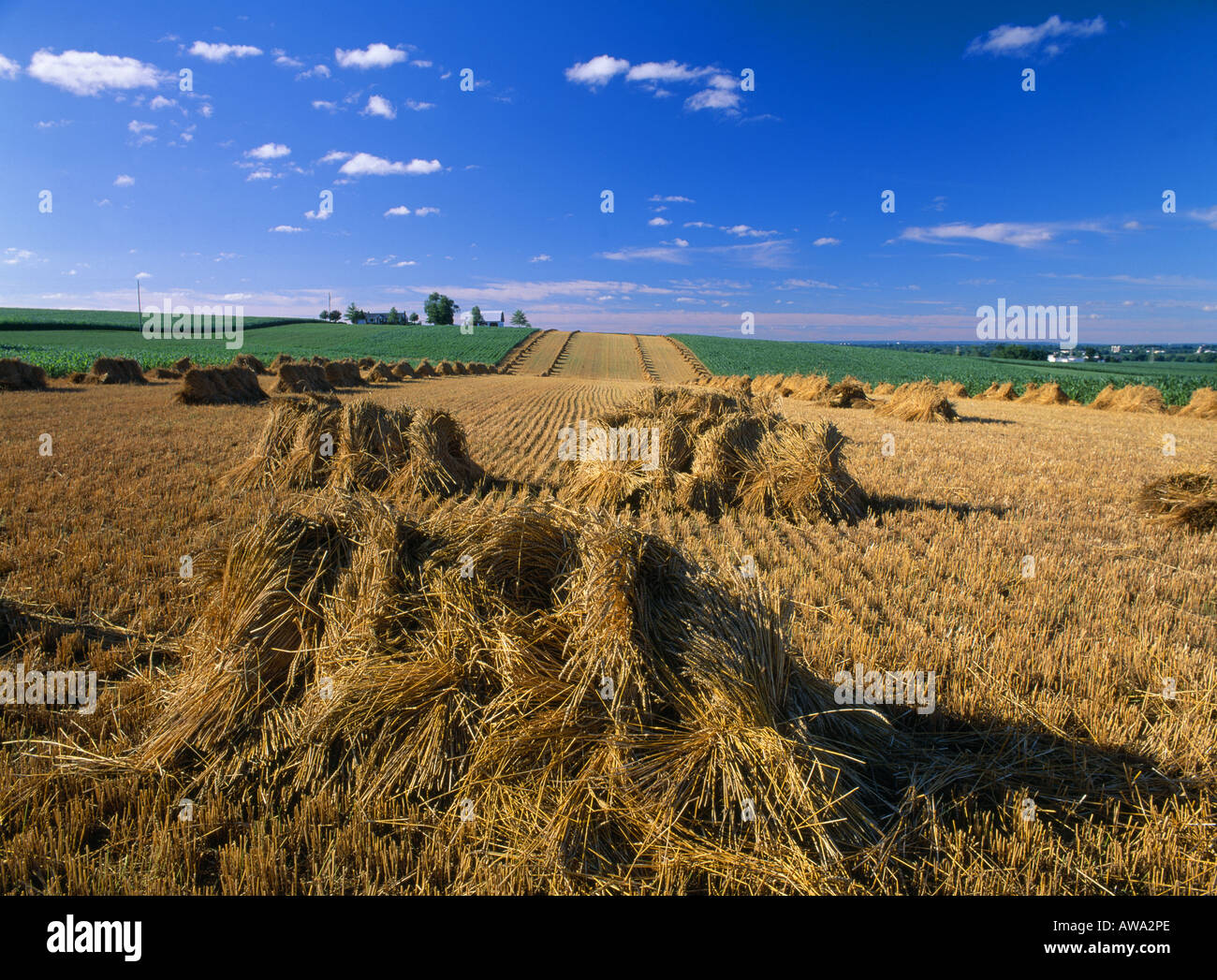 WHEAT SHOCKS IN HARVESTED FIELD PENNSYLVANIA Stock Photo - Alamy