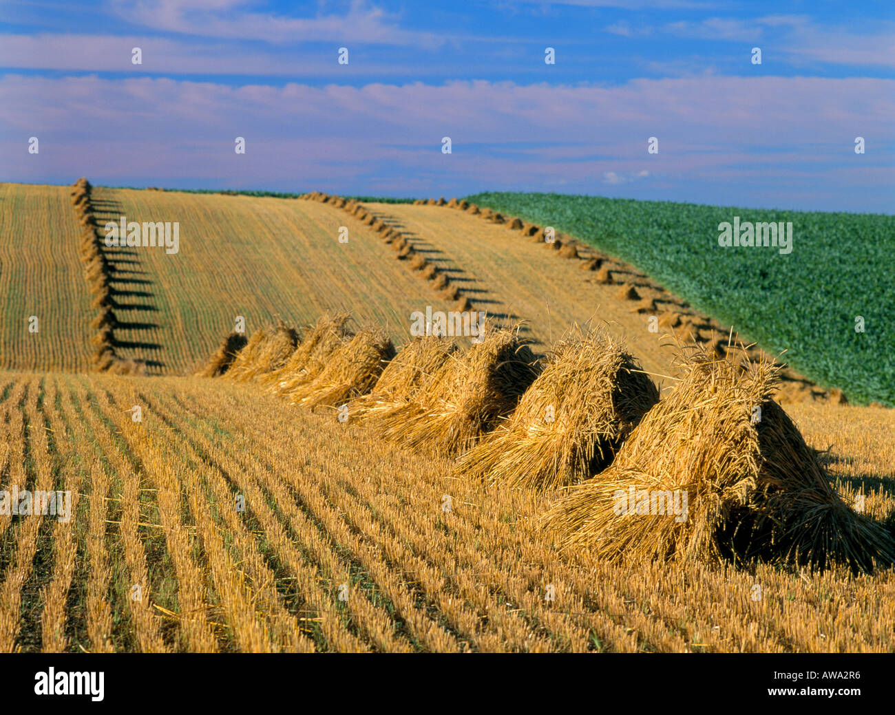 Shocks of wheat hi-res stock photography and images - Alamy