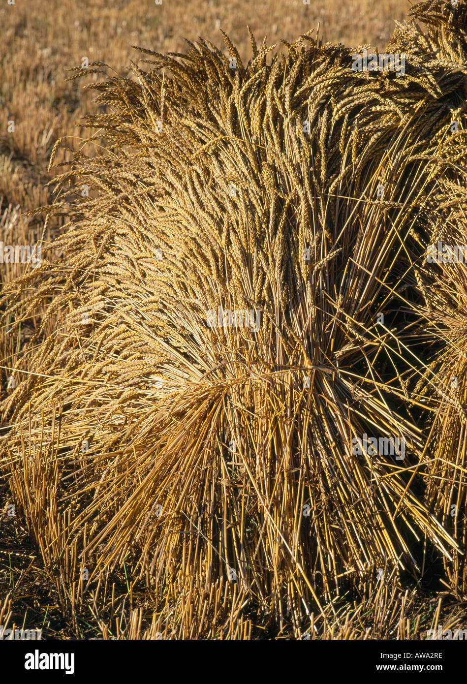 Wheat shafts hi-res stock photography and images - Alamy
