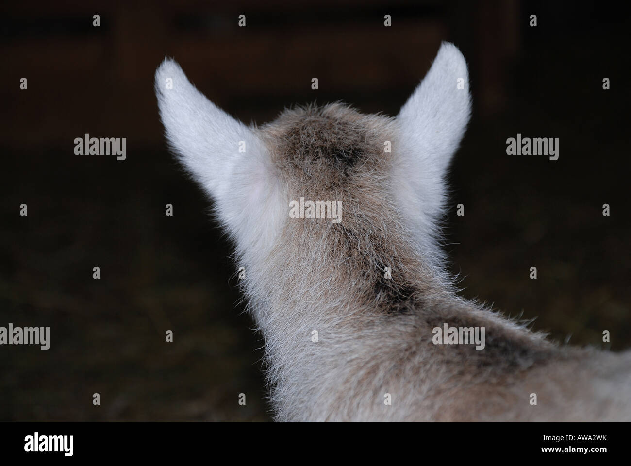Goat ears hi-res stock photography and images - Alamy