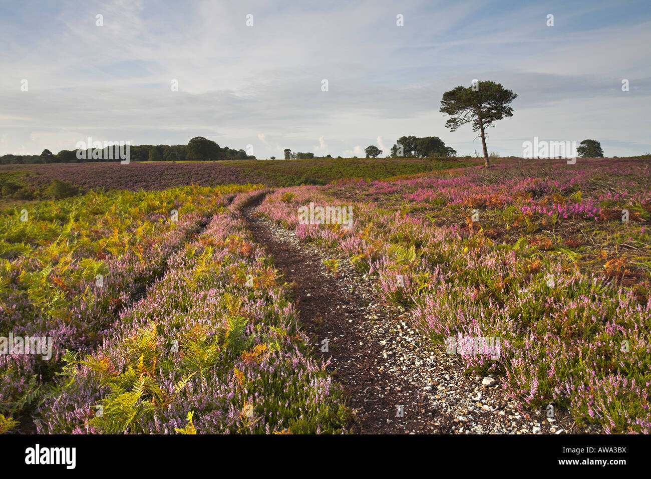 Walking path through heather carpeted heathland, New Forest Stock Photo ...