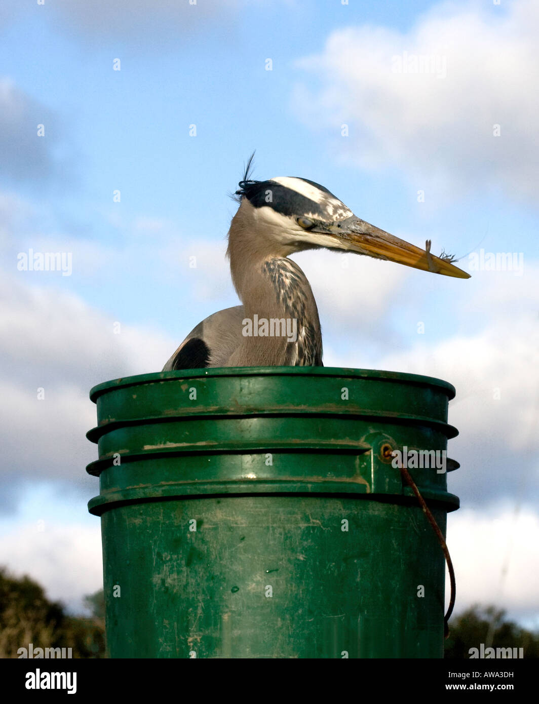 Bird with shrimp Stock Photo - Alamy